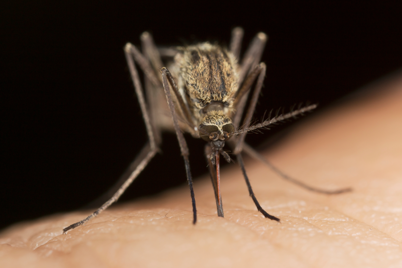 May Parasitic Insects Thrive in Hot Conditions – Blitz Exterminators