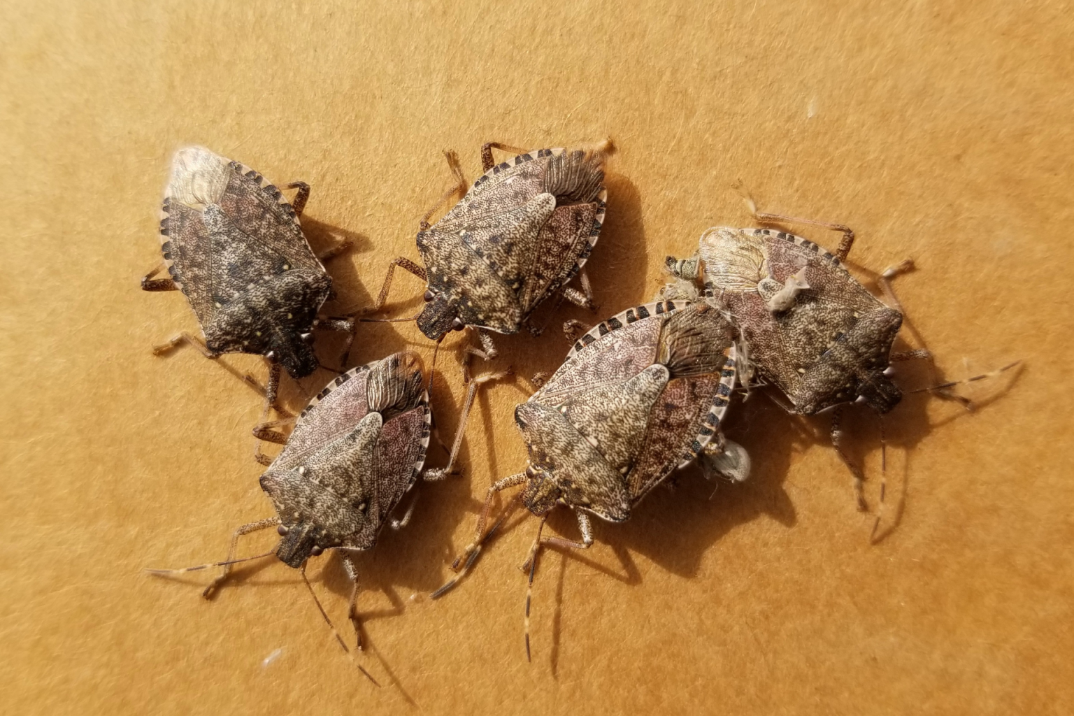 September Stink Bugs: Invading Homes for Winter – Blitz Exterminators